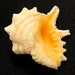 Finger Drupe Sea Shell Drupina Grossularia Natural Display Specimen ...
