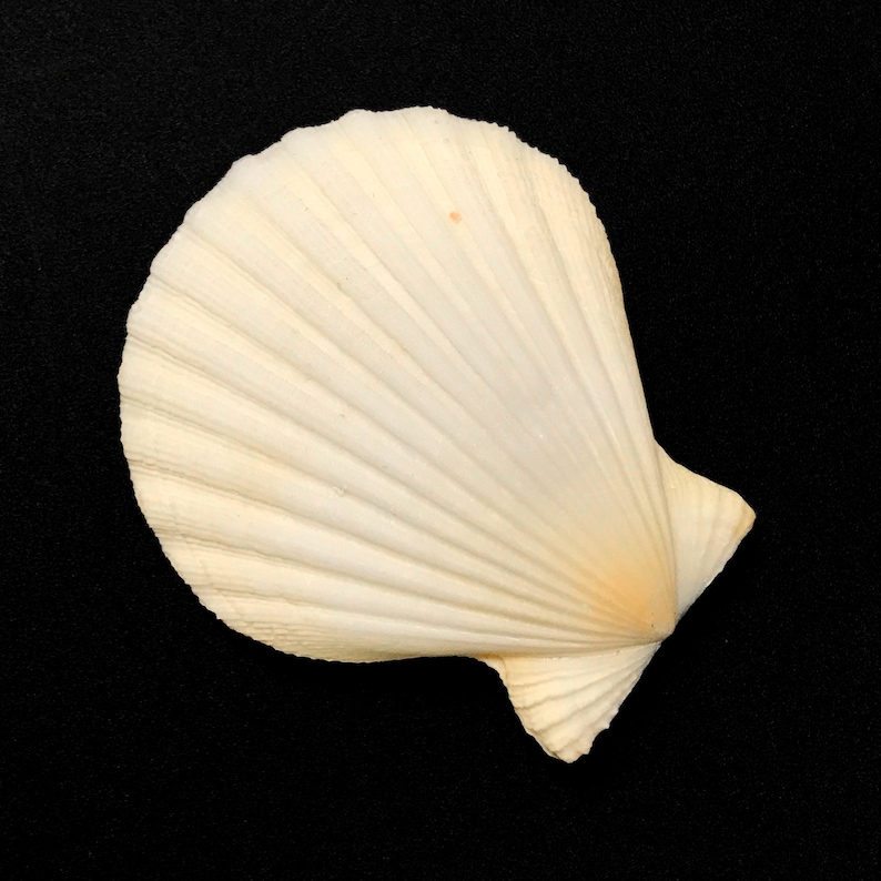 Flat Ribbed Scallop Sea Shell PAIR Decatopecten Radula Natural - Etsy