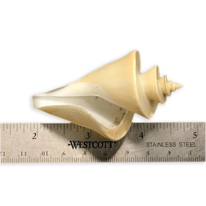 Thatcheria Mirabilis Sea Shell Japanese Wonder Shell Natural Display ...