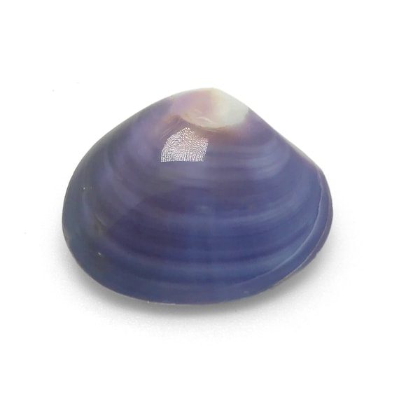 Concha De Almeja Morada Guía Para Reconocer Las Conchas Marinas