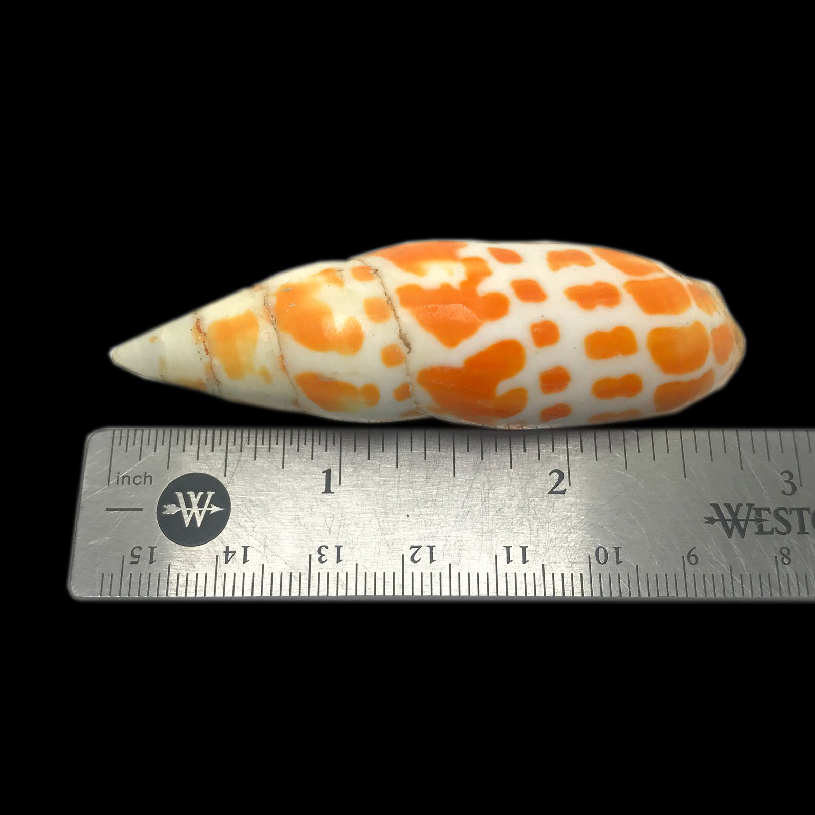 Orange & White Sea Shell Episcopal Miter Mitra Mitra Display Specimen ...