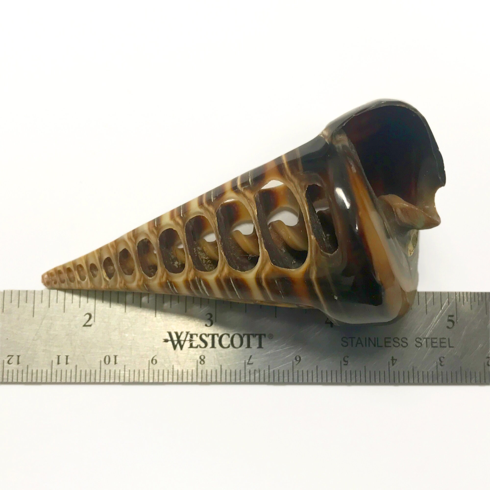 4 Way Cut Telescope Snail Sea Shell Telescopium Telescopium - Etsy