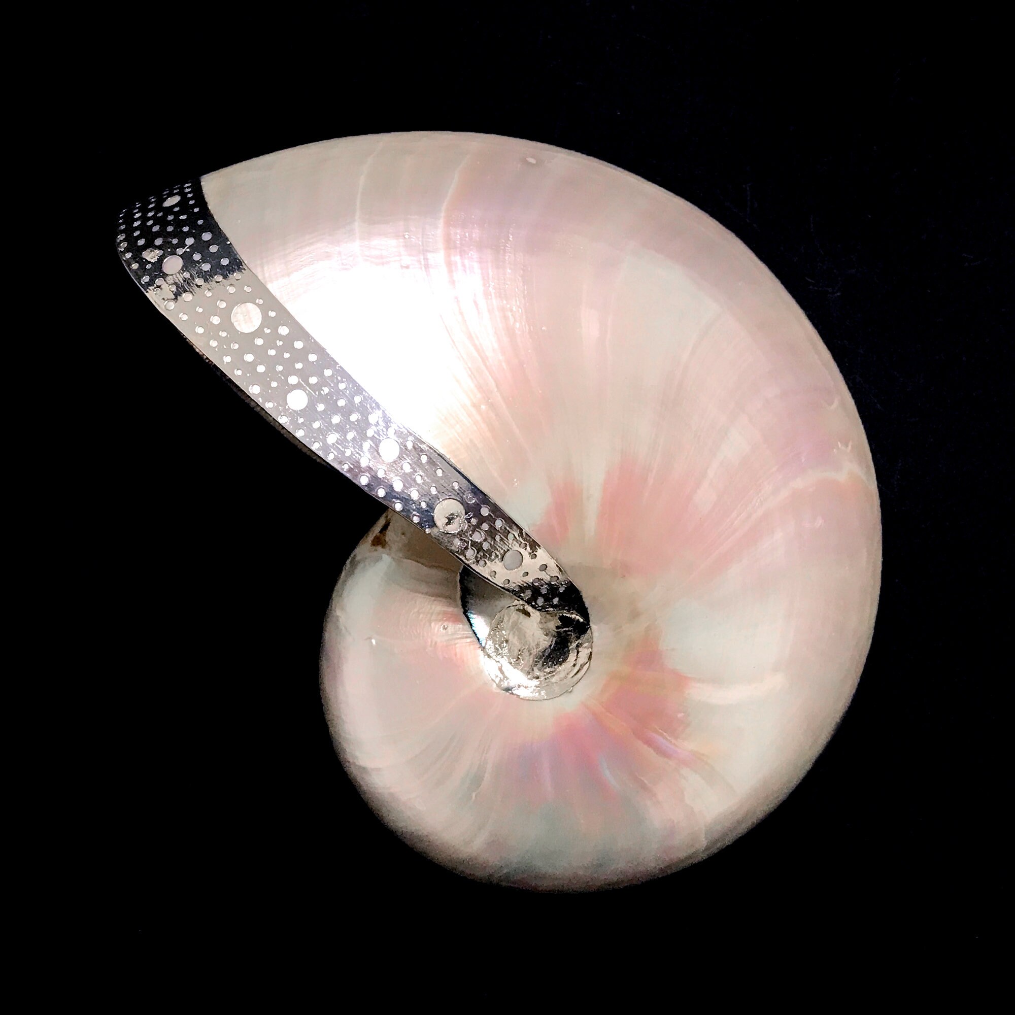 Silver Gilded Pearlized Chambered Nautilus Sea Shell Rare Natural ...