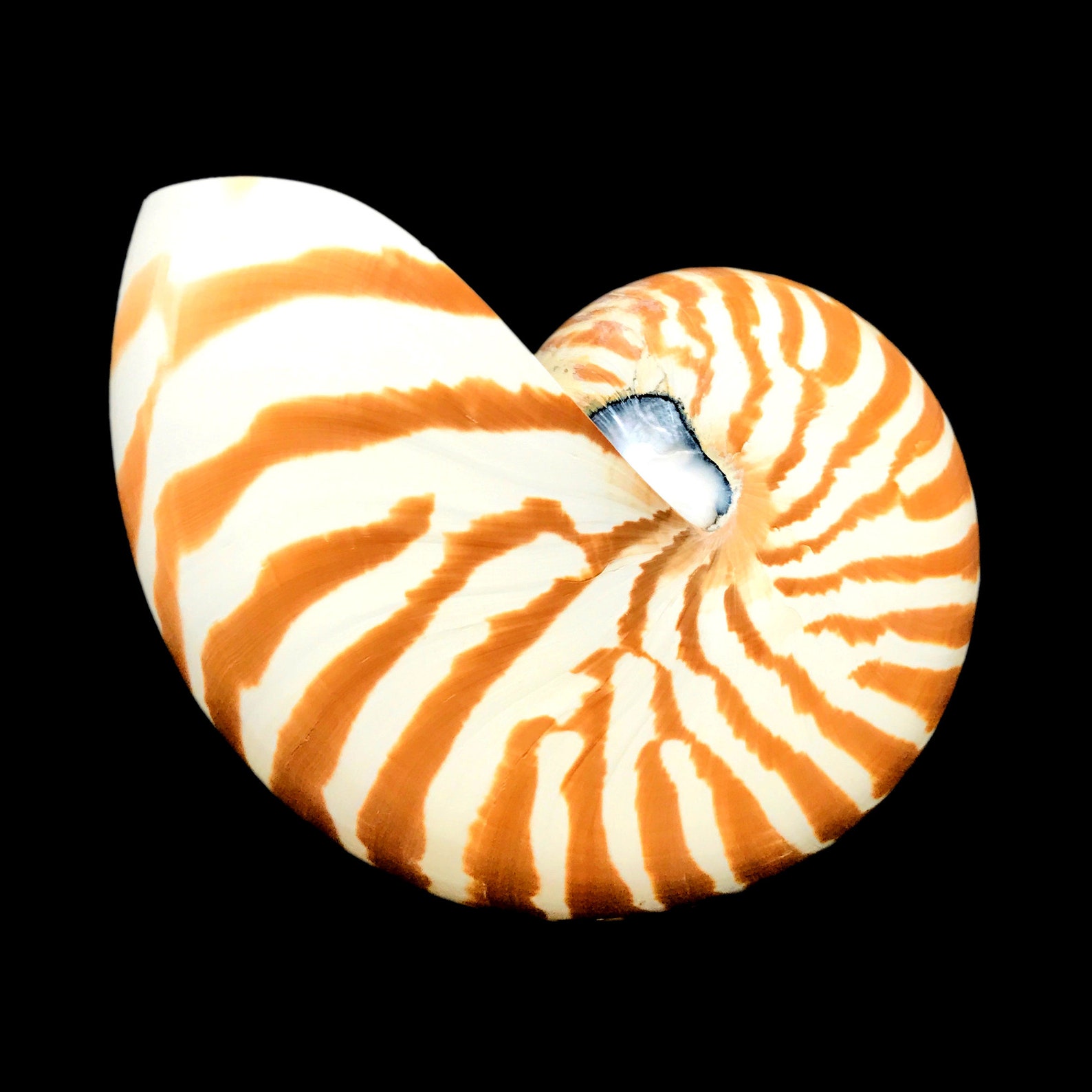 Large Chambered Nautilus Sea Shell Rare Natural Display - Etsy