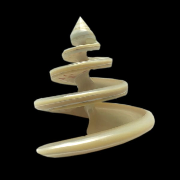 Trochus Shell - Etsy