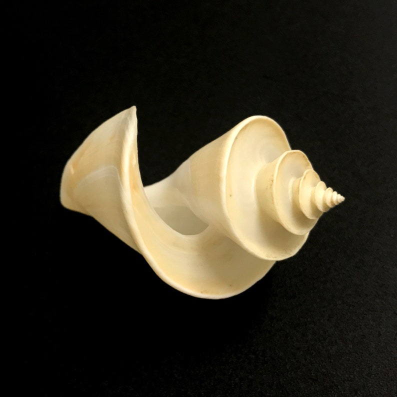 Japanese Wonder Sea Shell Thatcheria Mirabilis Natural Display - Etsy