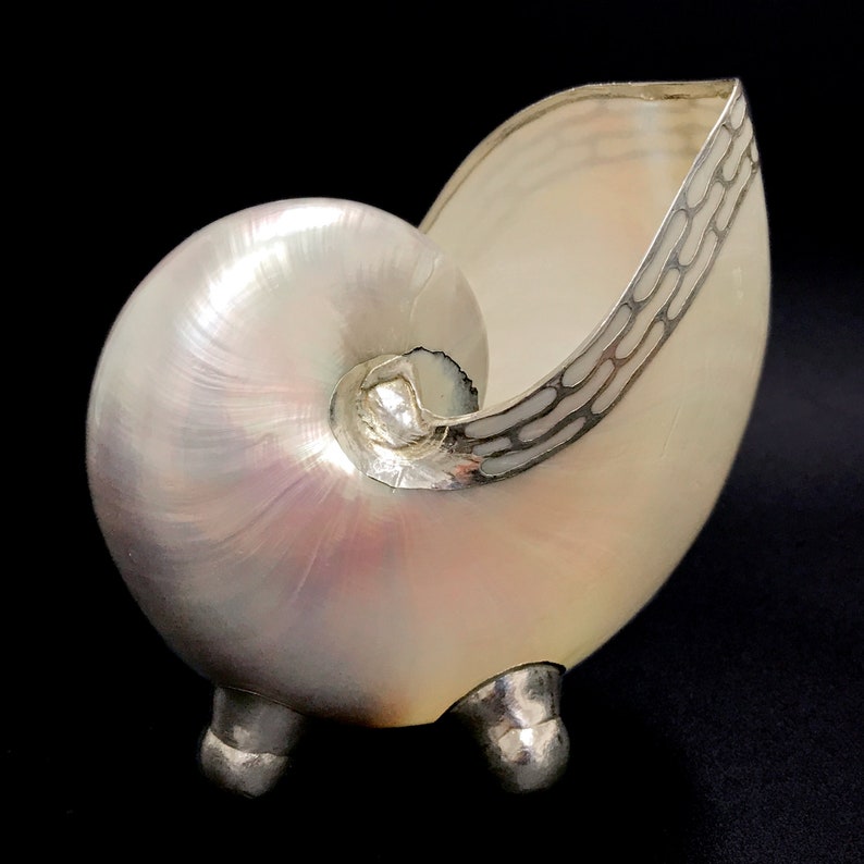 Silver Gilded Pearlized Chambered Nautilus Sea Shell With Display Stand ...