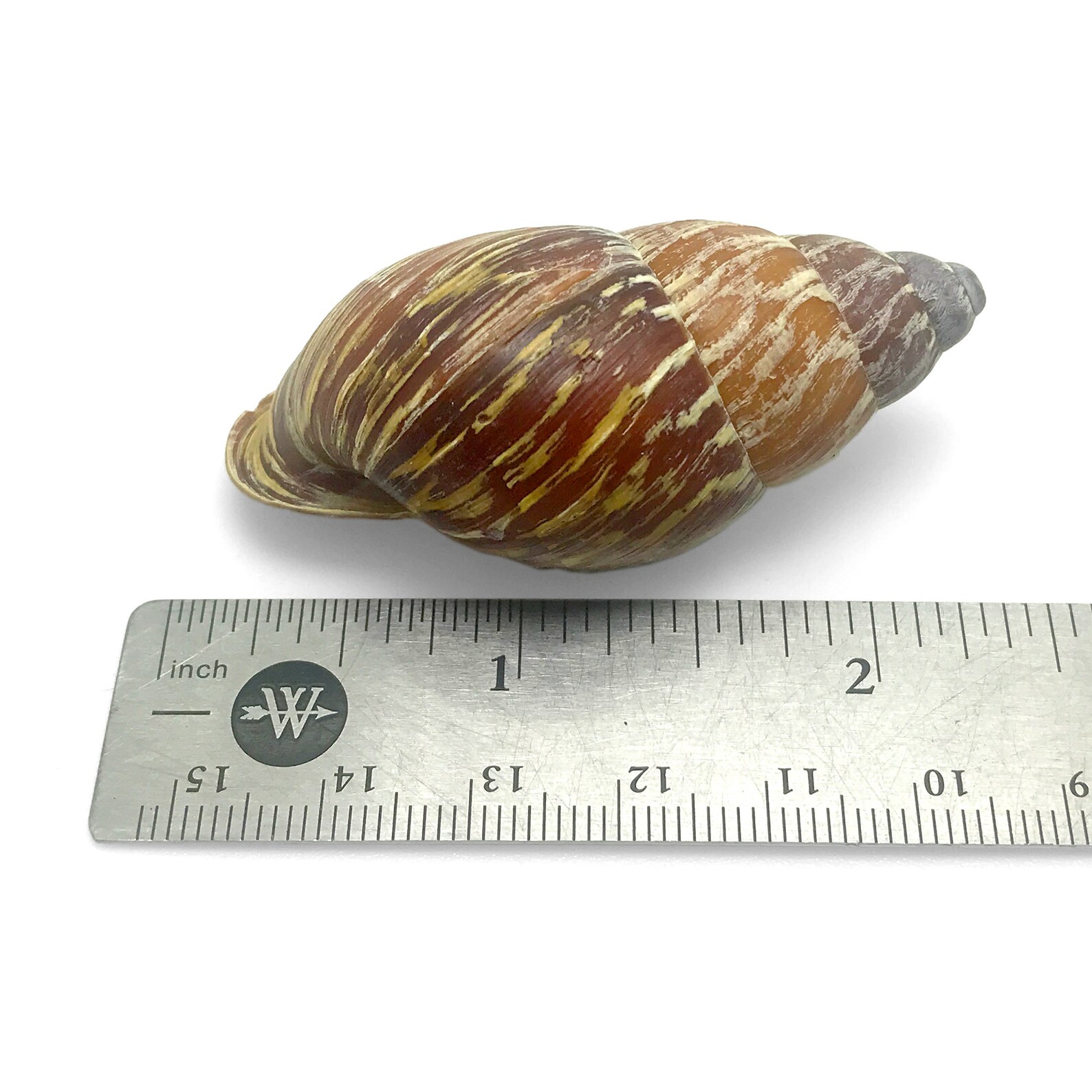 Chrysallis Chrysalidiformis Snail Shell Natural Display Specimen ...