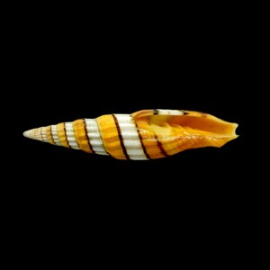 Orange & White Ribbon Miter Sea Shell Regal Queen Mitre Natural ...