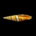 Orange & White Ribbon Miter Sea Shell Regal Queen Mitre Natural ...