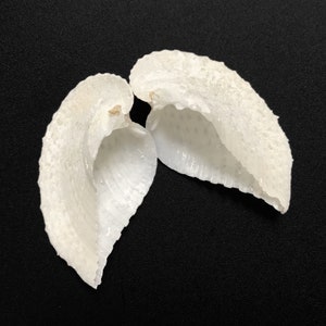 White Heart Cockle Sea Shell Cardium Cardissa Unique Natural Display ...