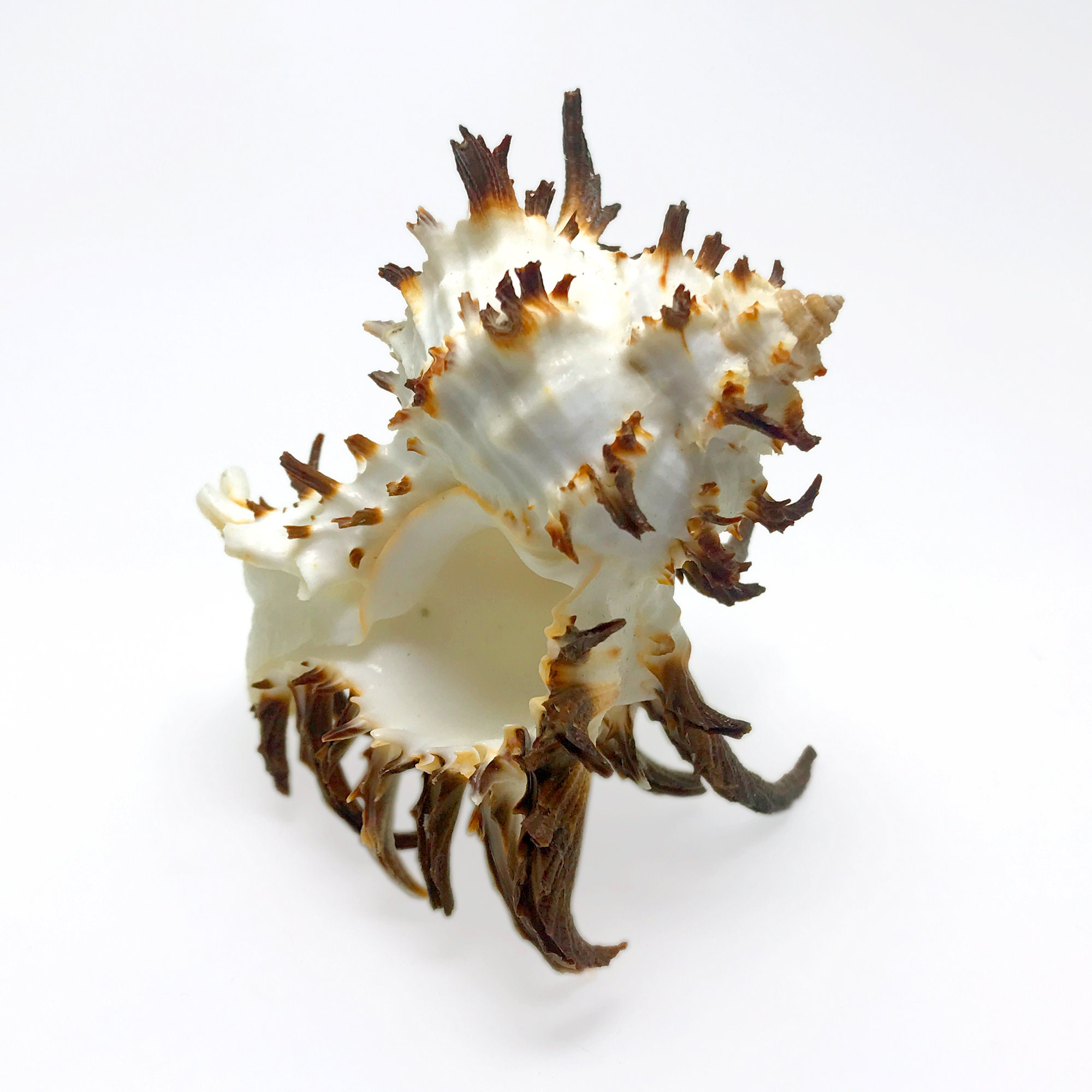 Endive Murex Sea Shell Hexaplex Cichoreum Natural Display - Etsy