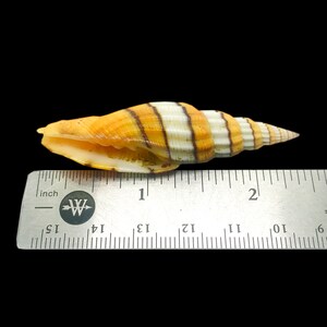 Orange & White Ribbon Miter Sea Shell Regal Queen Mitre Natural ...