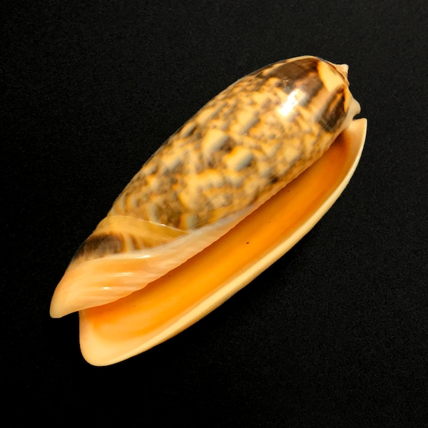 Sea Shell Display - Etsy