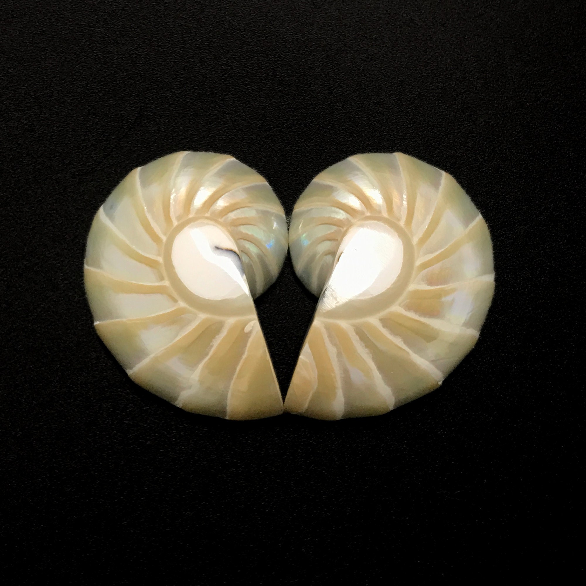 Nautilus Tiger Eye Half Cut Grooved Pair 40mm - 45mm Polished Cabochons ...
