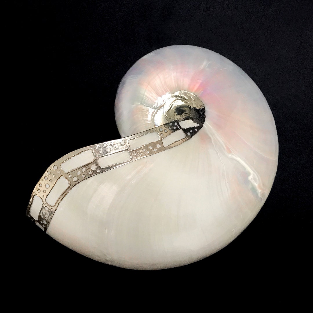 Silver Gilded Pearlized Chambered Nautilus Sea Shell Rare Natural ...