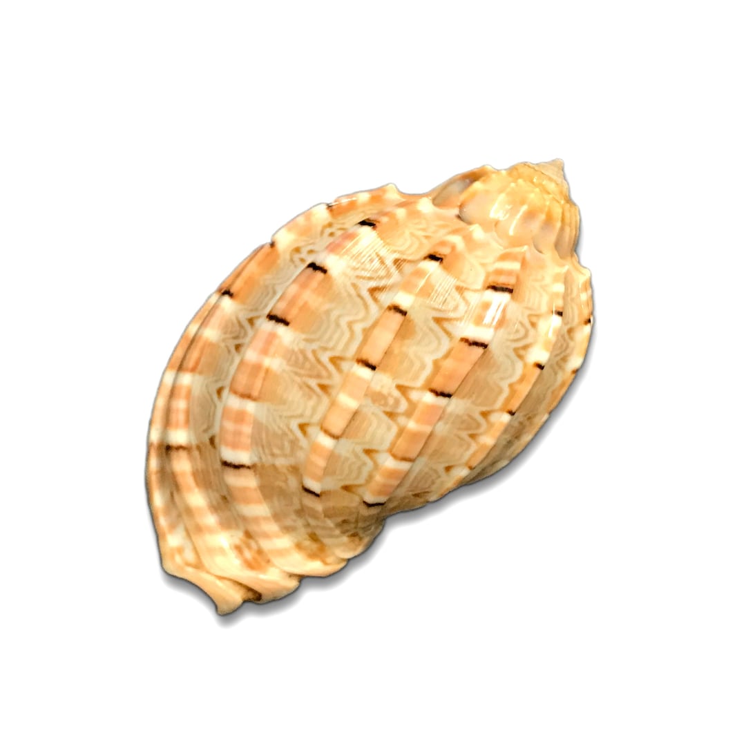 Major Harp Snail Sea Shell Harpa Major Natural Display Specimen Marine ...