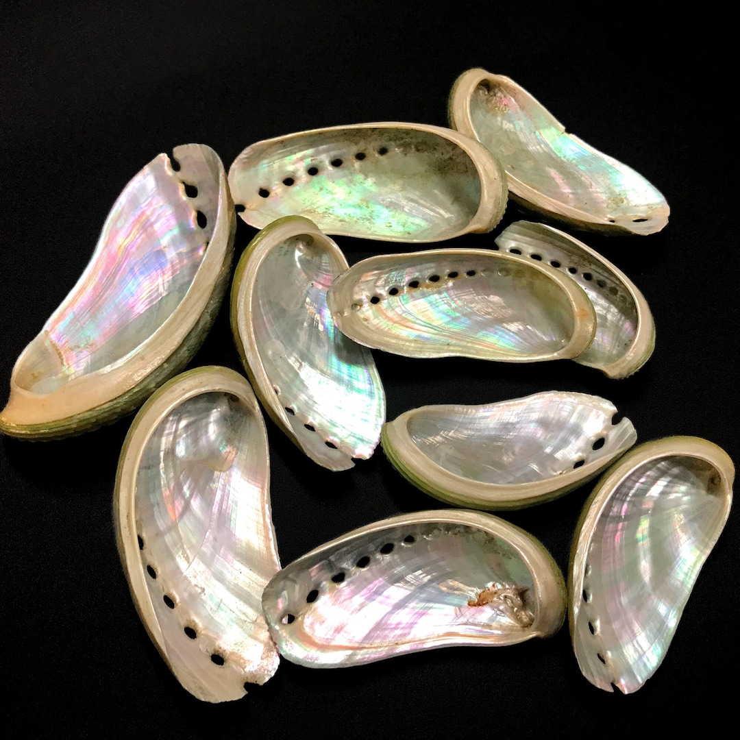 Donkey's Ear Abalone Sea Shell Haliotis Asinina Natural Display ...