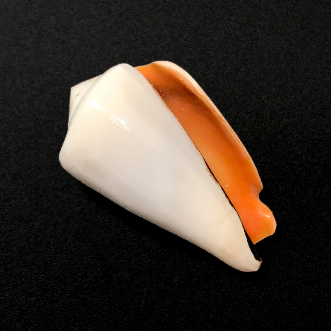 Polished Strawberry Conch Sea Shell Conomurex Luhuanus Natural ...