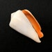 Polished Strawberry Conch Sea Shell Conomurex Luhuanus Natural - Etsy