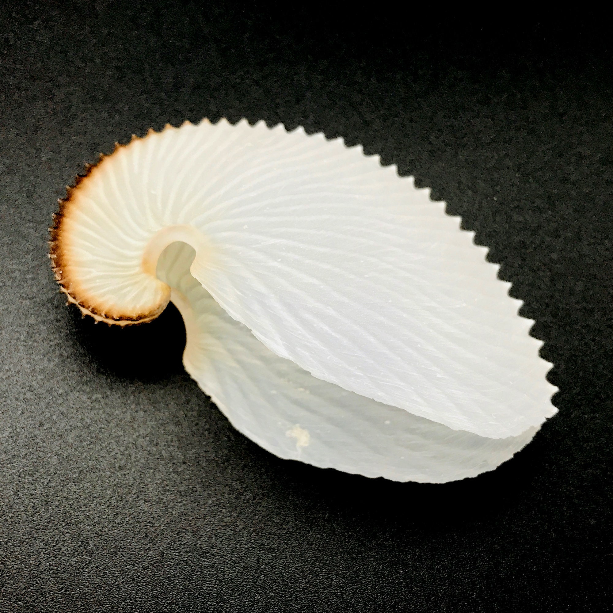 Argonaut Shell Paper Nautilus Natural Cleaned Sea Shell Rare Delicate ...