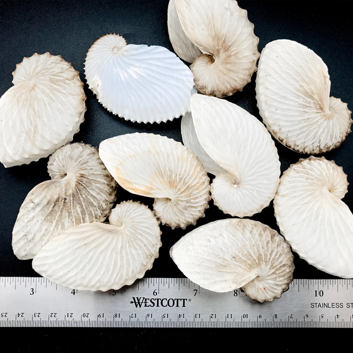 Argonaut Shell Paper Nautilus Natural Cleaned Sea Shell Rare Delicate ...