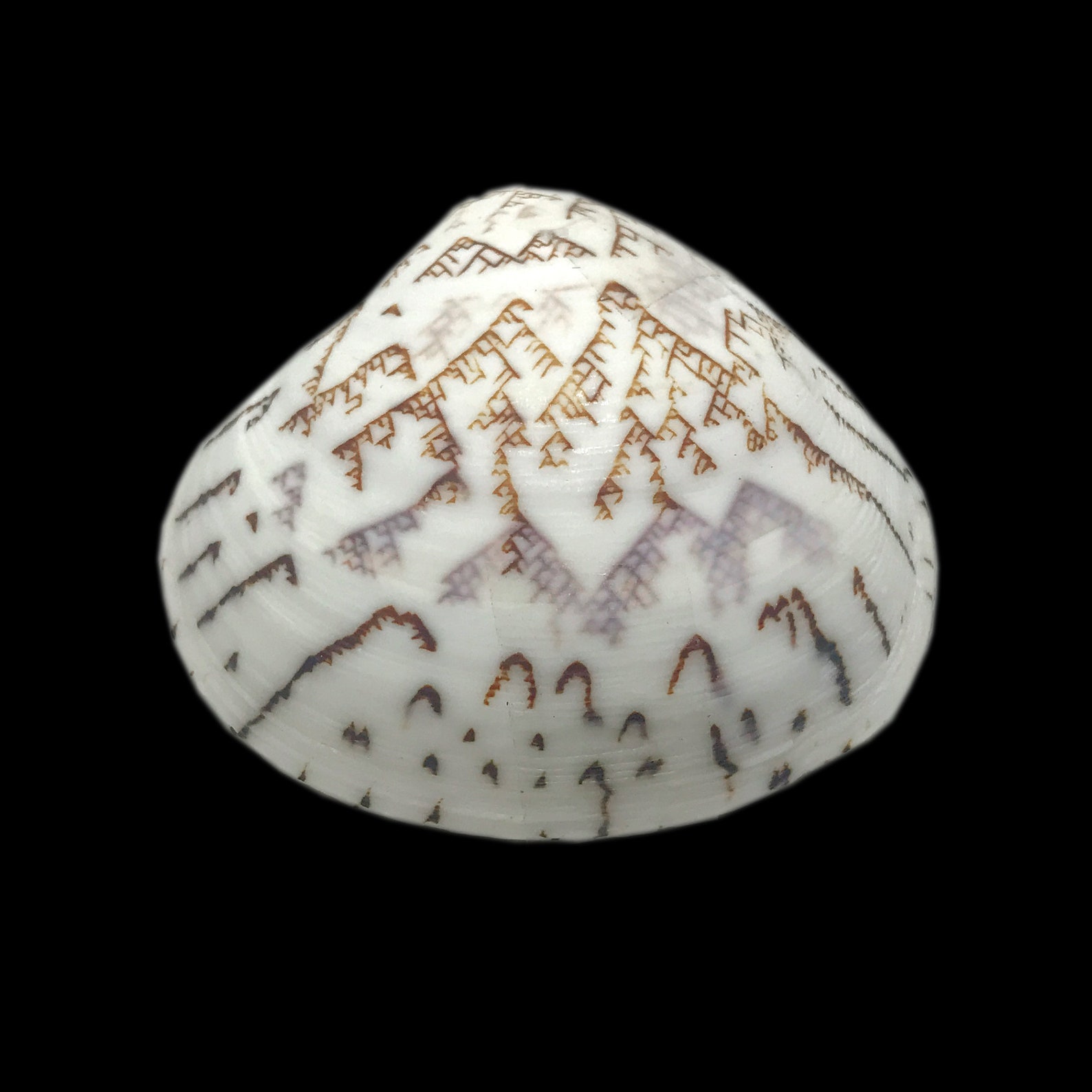 Venus Clam Shell MATCHING PAIR Zigzag Pattern Lioconcha Castrensis ...