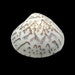 Thatcheria Mirabilis Sea Shell Japanese Wonder Shell Natural Display ...