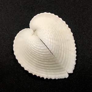 White Heart Cockle Sea Shell Cardium Cardissa Unique Natural Display ...