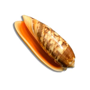 Olive Sea Shell Pacifica Oliva Miniacea Natural Display Specimen Marine ...