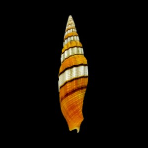 Orange & White Ribbon Miter Sea Shell Regal Queen Mitre Natural ...