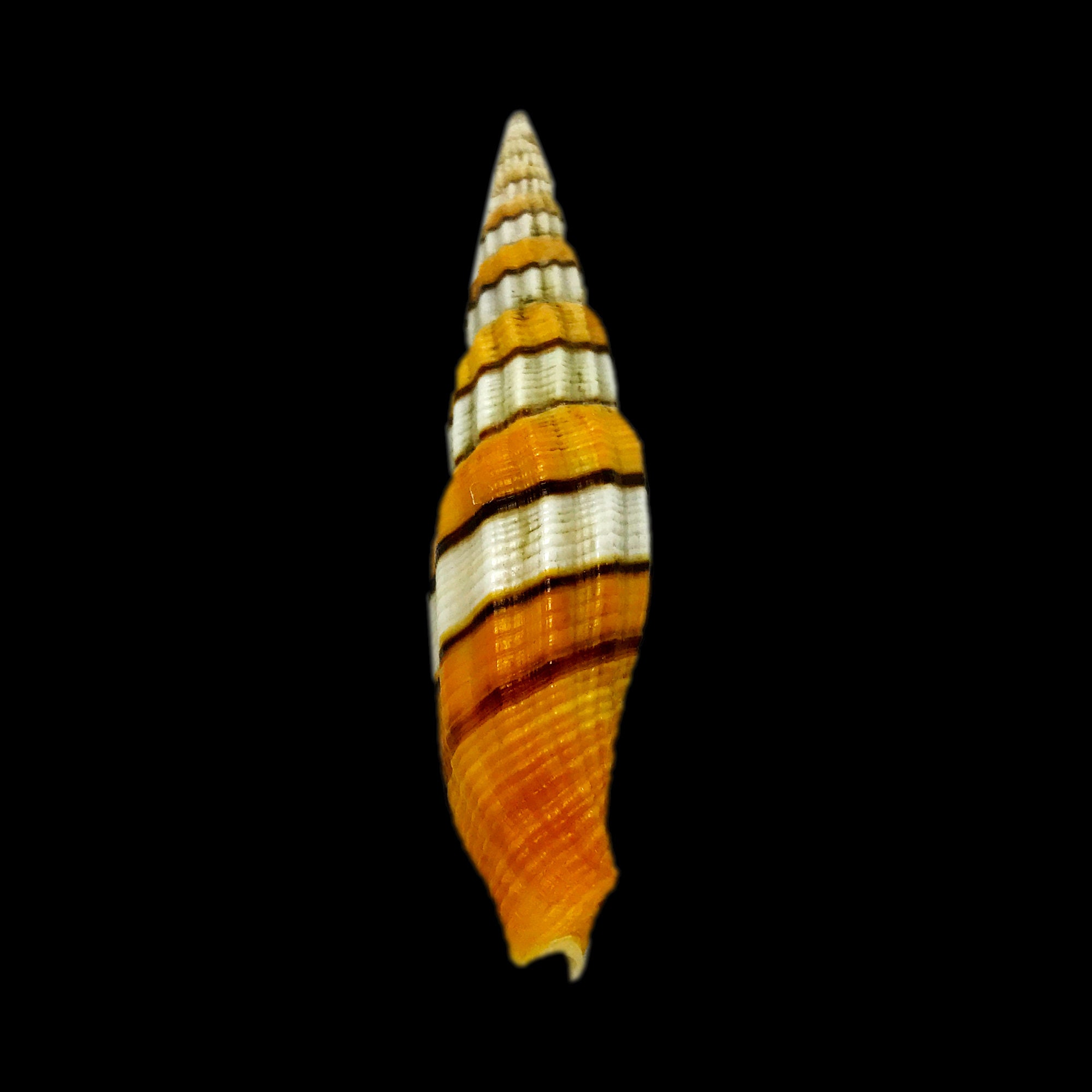 Orange & White Ribbon Miter Sea Shell Regal Queen Mitre Natural ...