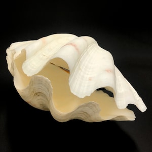 Extra Large Giant Clam Shell MATCHING PAIR Very Very Rare Unique Real ...