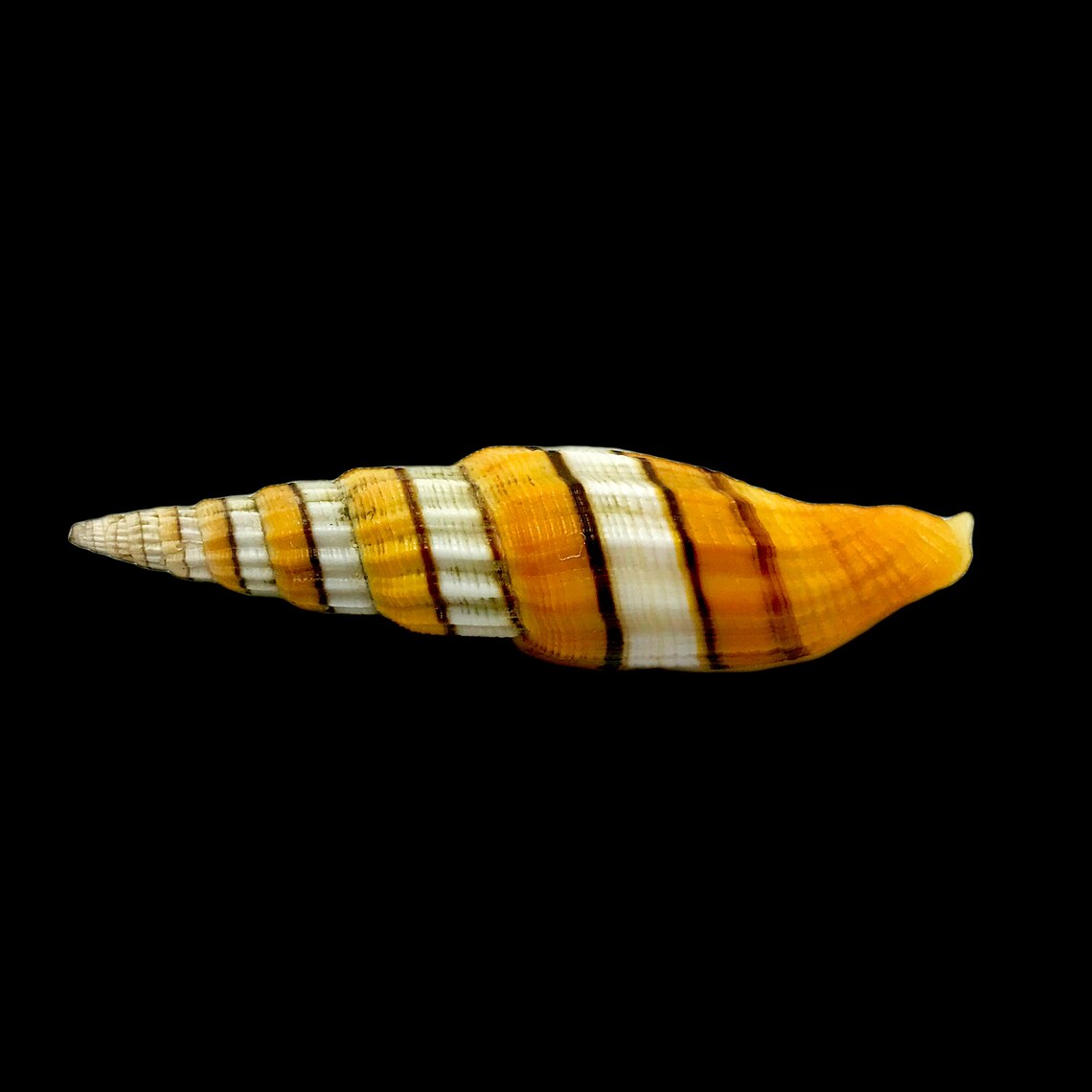 Orange & White Ribbon Miter Sea Shell Regal Queen Mitre Natural ...
