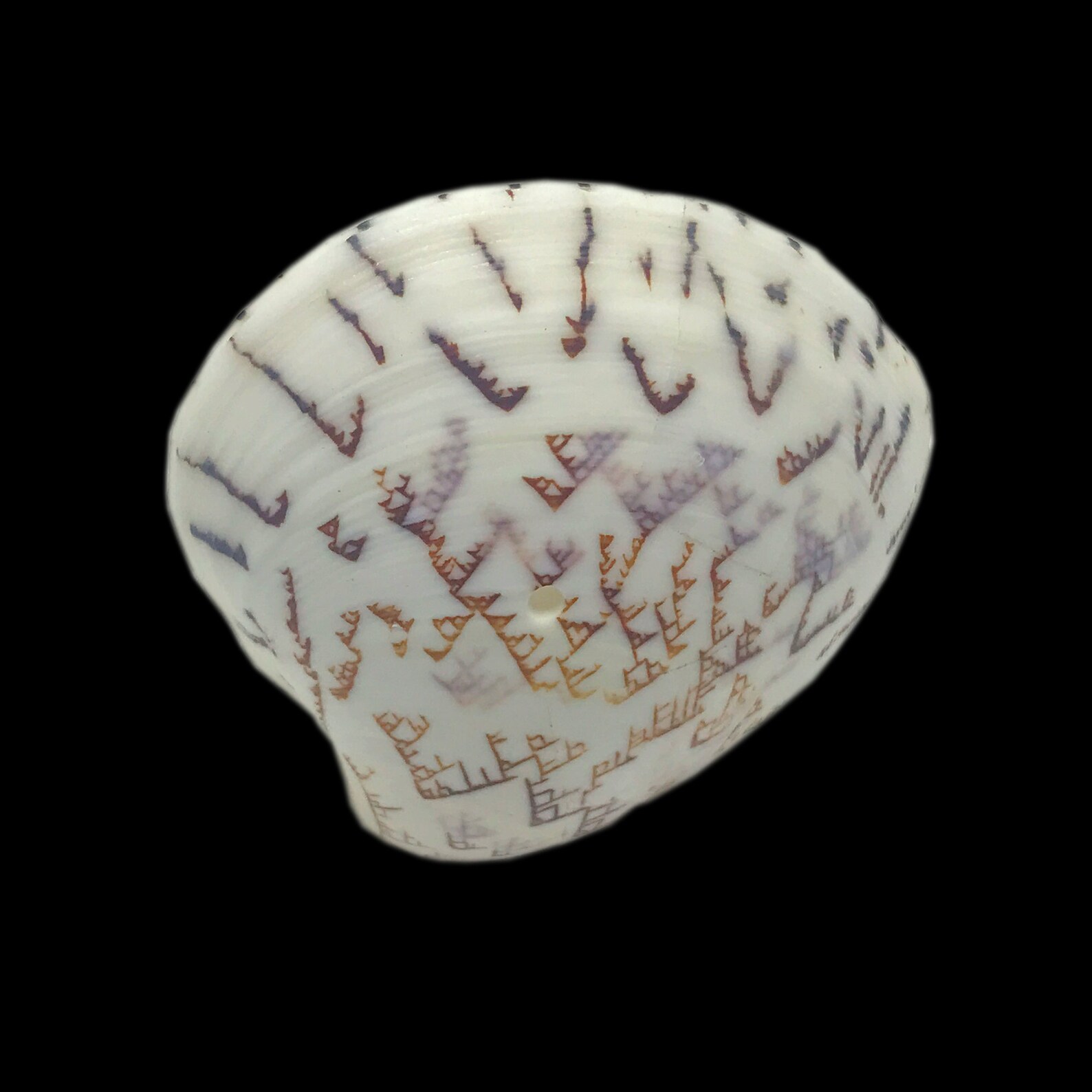 Venus Clam Shell MATCHING PAIR Zigzag Pattern Lioconcha Castrensis ...