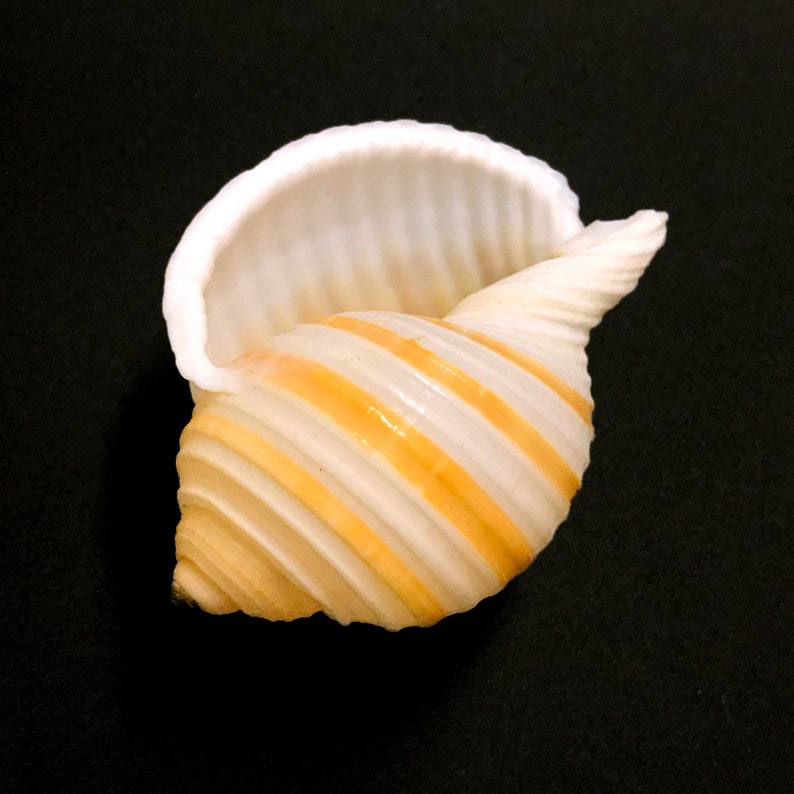 Banded Tun Sea Shell Tonna Sulcosa Natural Display Specimen Marine ...