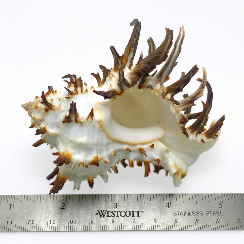 Endive Murex Sea Shell Hexaplex Cichoreum Natural Display - Etsy