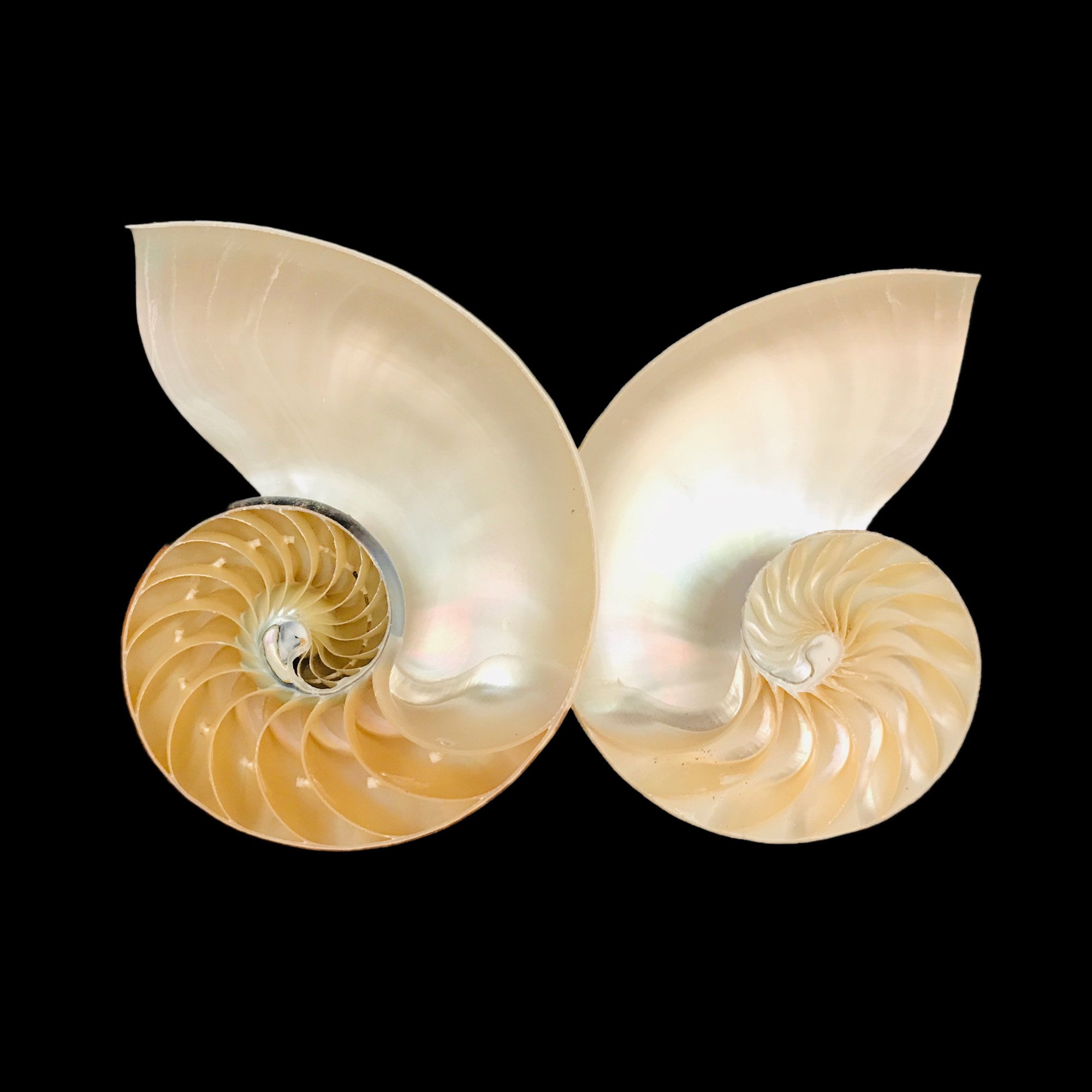 Split Chambered Nautilus Sea Shell Rare Natural Display - Etsy