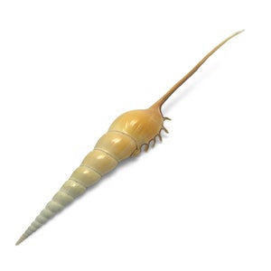 Spindle Tibia Sea Shell Shinbone Tibia Fusus Natural Display Specimen ...