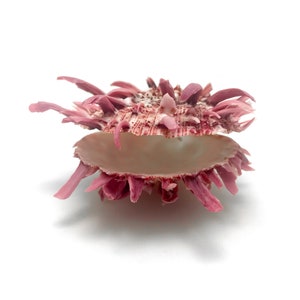 Purple Spiny Oyster Sea Shell Spondylus Squamosus Unique Natural ...