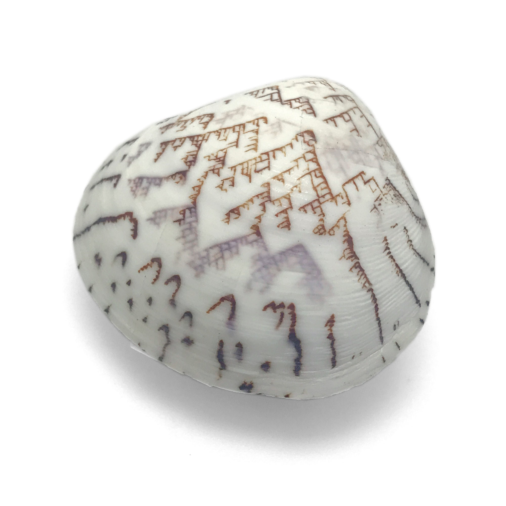 Zigzag Venus Clam Shell MATCHING PAIR Lioconcha Castrensis - Etsy