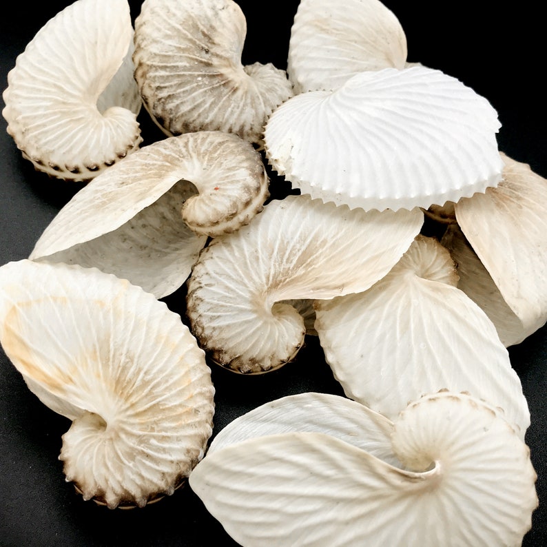 Argonaut Shell Paper Nautilus Natural Cleaned Sea Shell Rare Delicate ...