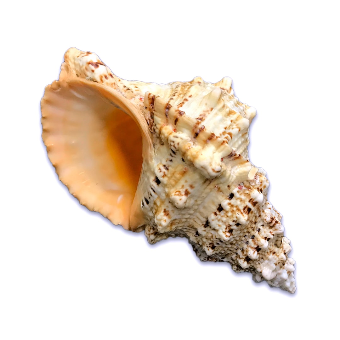 Giant Frog Sea Shell Tutufa Bubo Natural Display Specimen Collectible ...