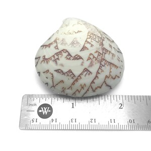 Zigzag Venus Clam Shell MATCHING PAIR Lioconcha Castrensis Unique Rare ...