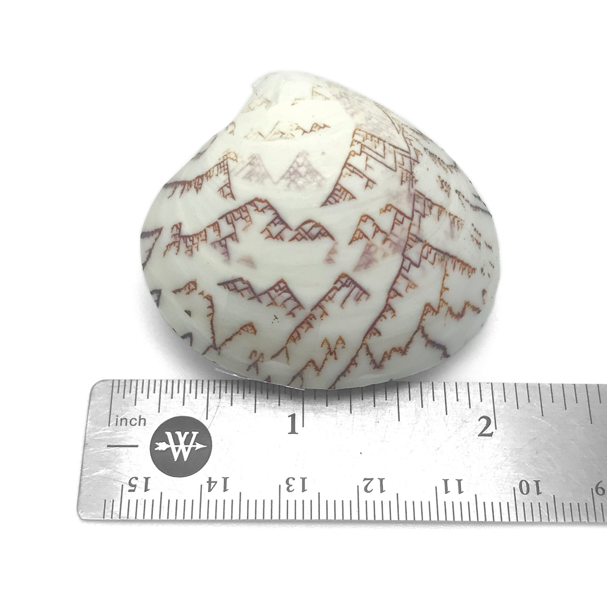 Zigzag Venus Clam Shell MATCHING PAIR Lioconcha Castrensis - Etsy