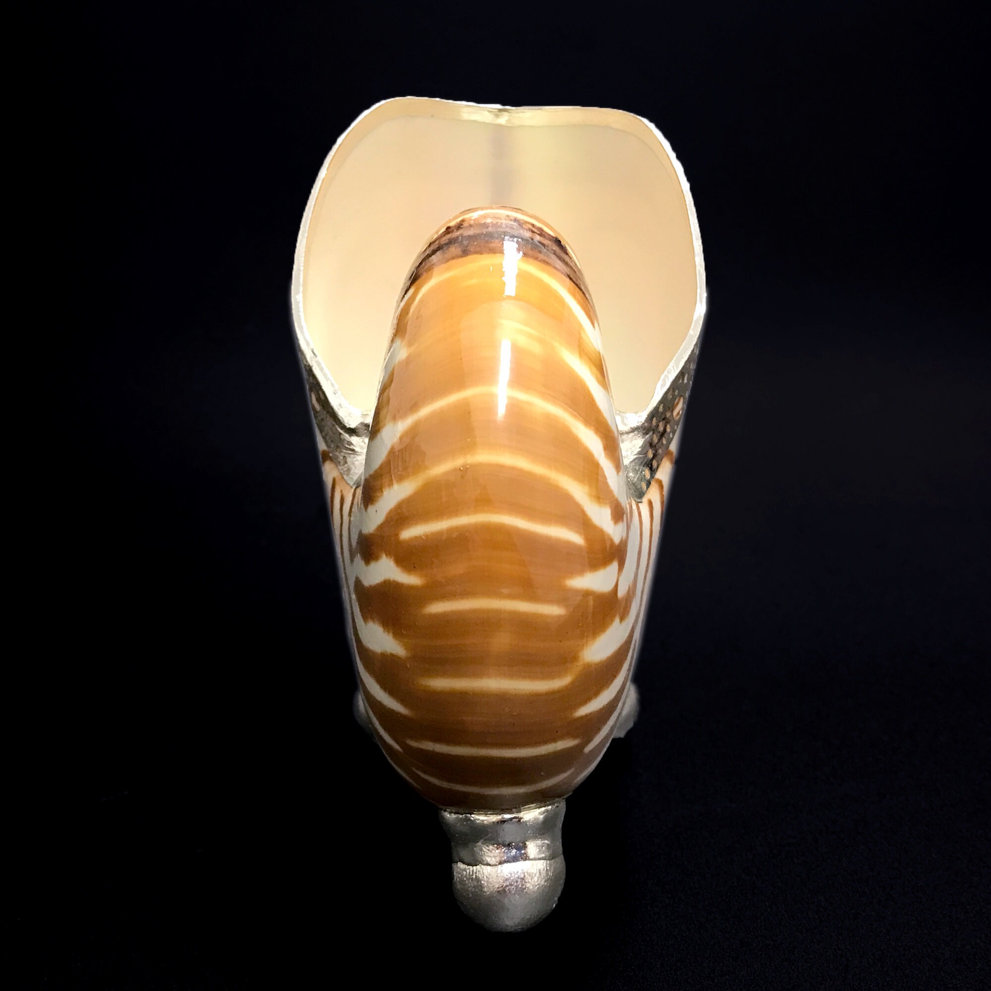 Silver Gilded Large Chambered Nautilus Sea Shell With Leg Stand Rare ...