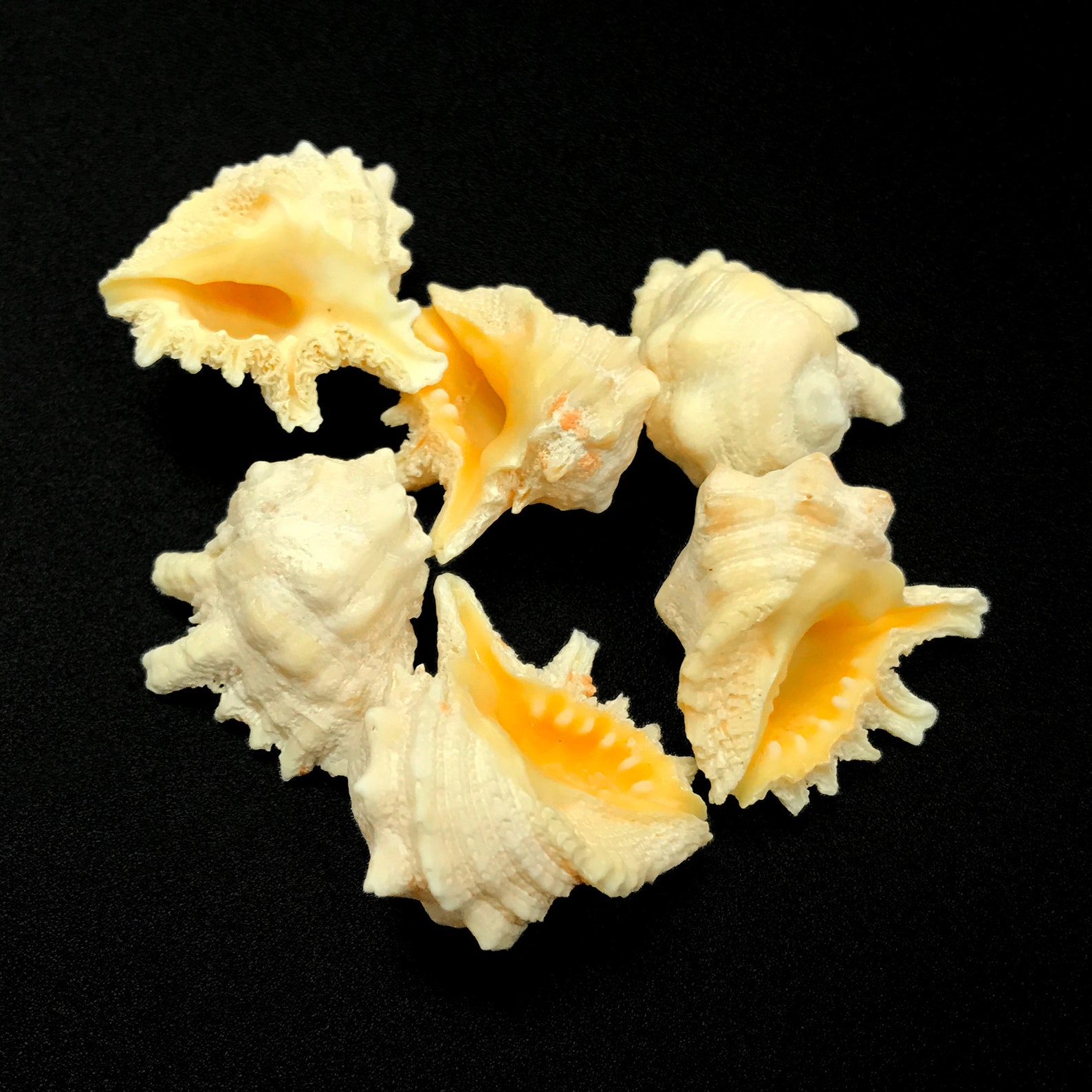 Finger Drupe Sea Shell Drupina Grossularia Natural Display - Etsy