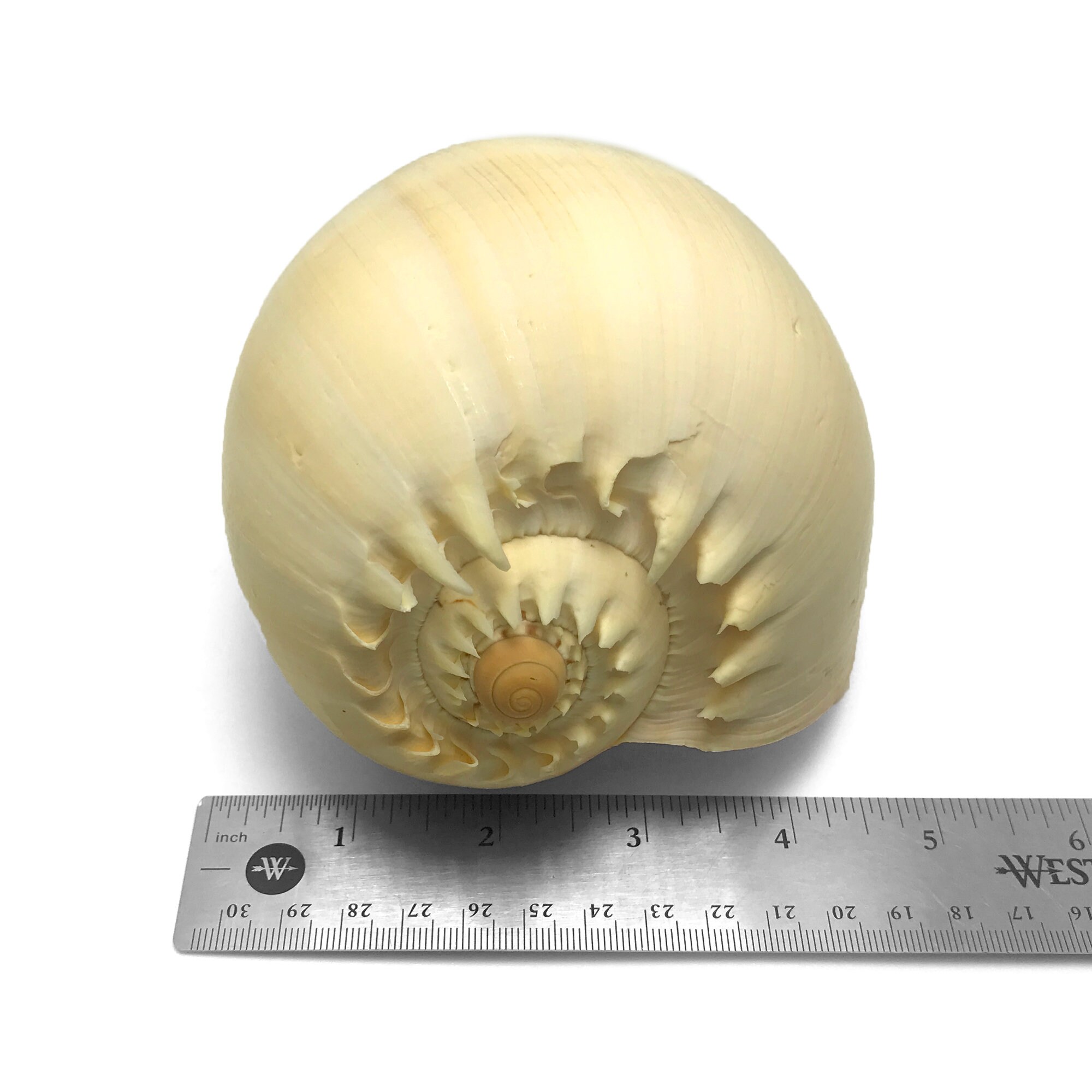 Orange Crowned Volute Sea Shell Melo Broderipii Natural Display ...