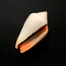 Polished Strawberry Conch Sea Shell Conomurex Luhuanus Natural - Etsy