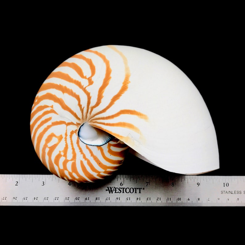 Large Chambered Nautilus Sea Shell Rare Natural Display - Etsy